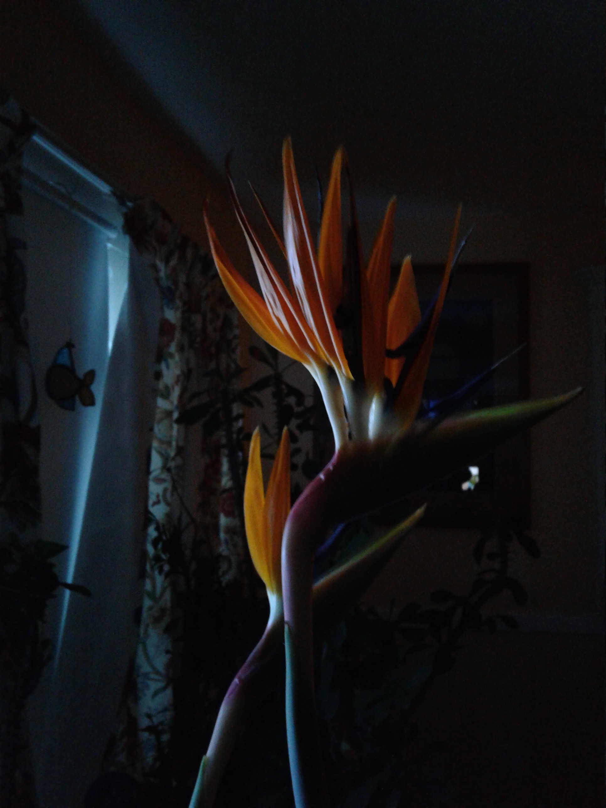 The Enduring Bird-of-Paradise | Pure Search for Truth